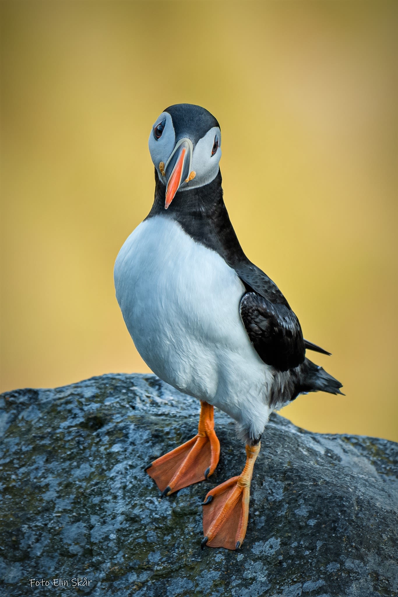 A Safari to the World of Puffins