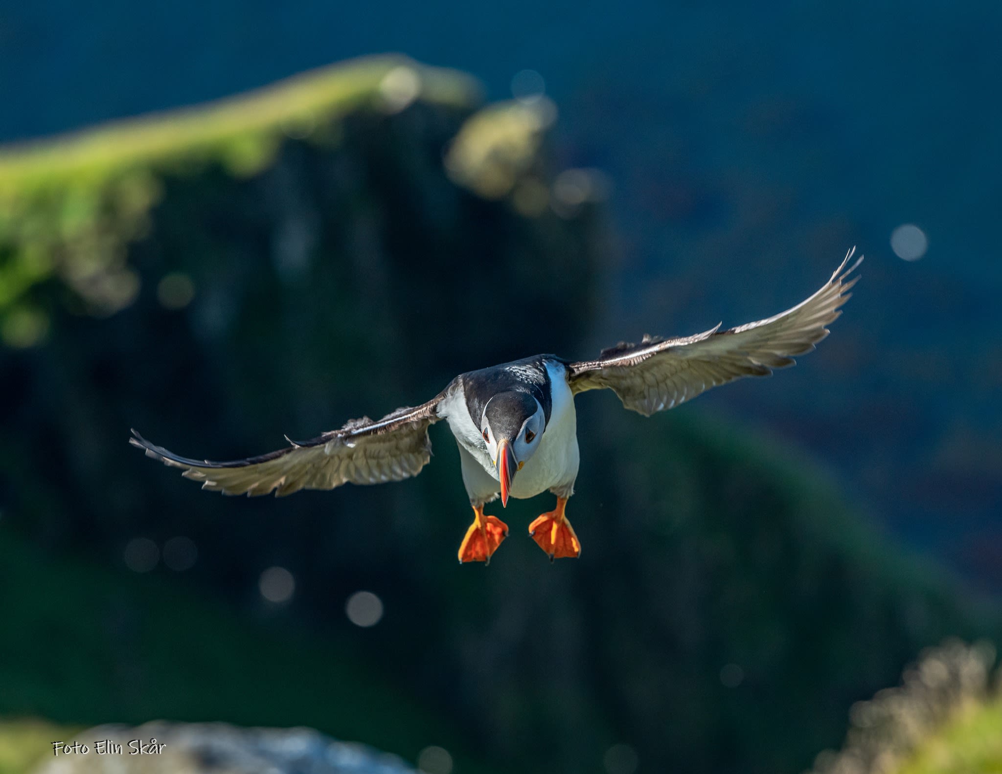På lundesafari med Opplev Runde